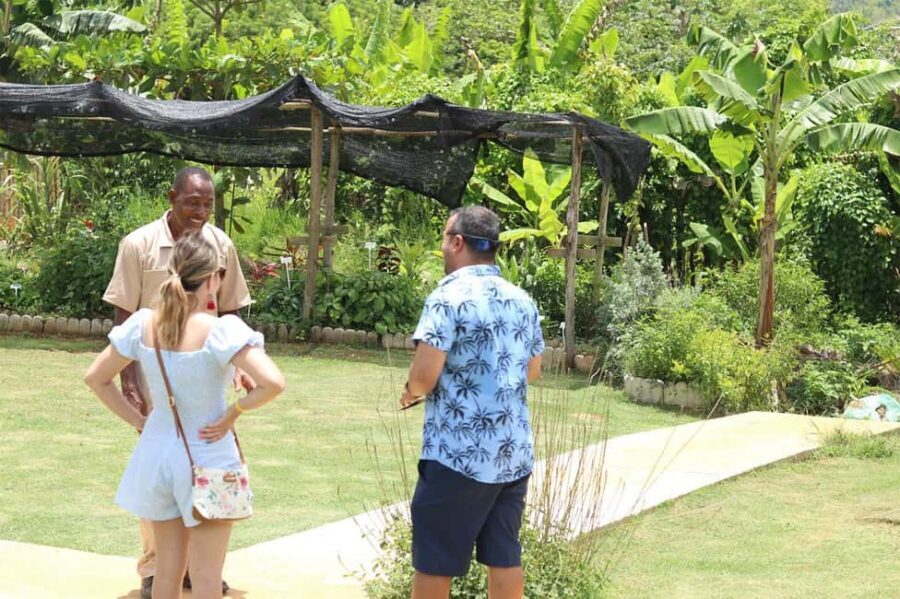 Taste of Jamaica Farm & Food Tour - Visiting the Farm and Fruit Trees