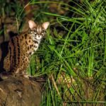 Tawau: 3D2N Maliau Basin The Base - Lost World Expedition - Journey into the Heart of Borneos Last Wilderness