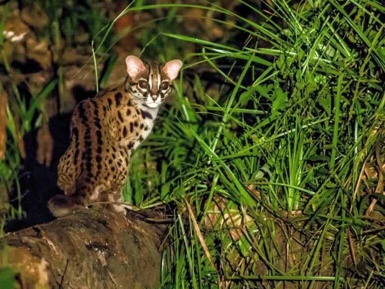 Tawau: 3D2N Maliau Basin The Base - Lost World Expedition - Journey into the Heart of Borneos Last Wilderness
