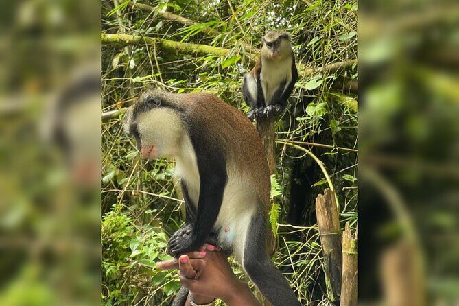 Taxi & Tours in Grenada , Chocolate factory, & more. - FAQs