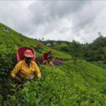 Tea Country Day Tour from Kandy - Nuwara Eliya - Is the Tour Worth the Price?