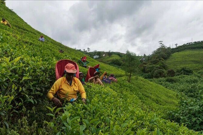 Tea Country Day Tour from Kandy - Nuwara Eliya - Is the Tour Worth the Price?