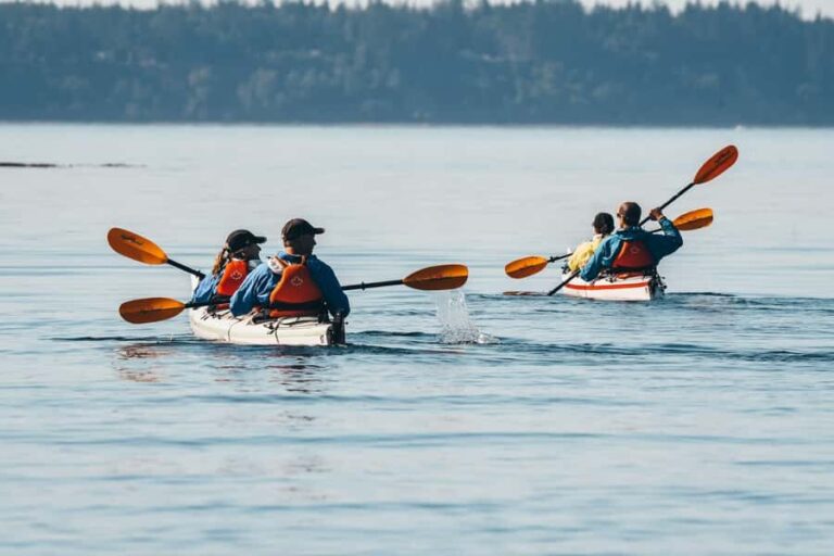 Telegraph Cove: Full-Day Trip Kayaking Tour - Itinerary Breakdown: What to Expect on Your Day
