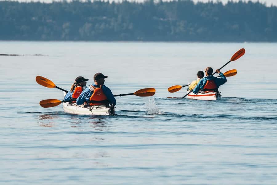 Telegraph Cove: Full-Day Trip Kayaking Tour - Itinerary Breakdown: What to Expect on Your Day