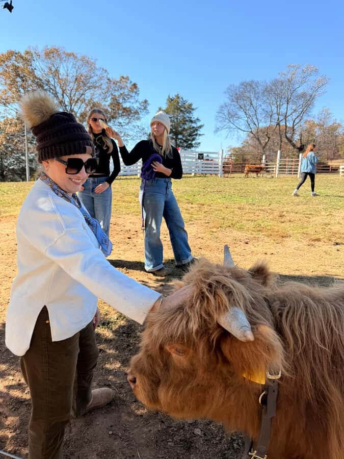 Tennessee: Fluffy Highland Cow Experience + Gelato & Coffee - What to Expect from the Highland Cow Experience