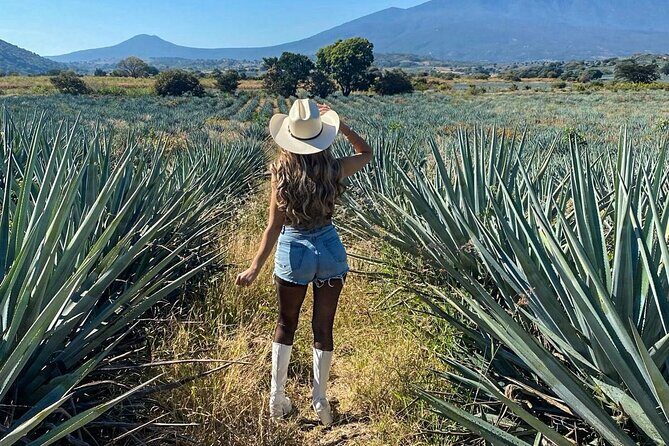Tequila Express Tour from Guadalajara - What’s Included and What to Consider