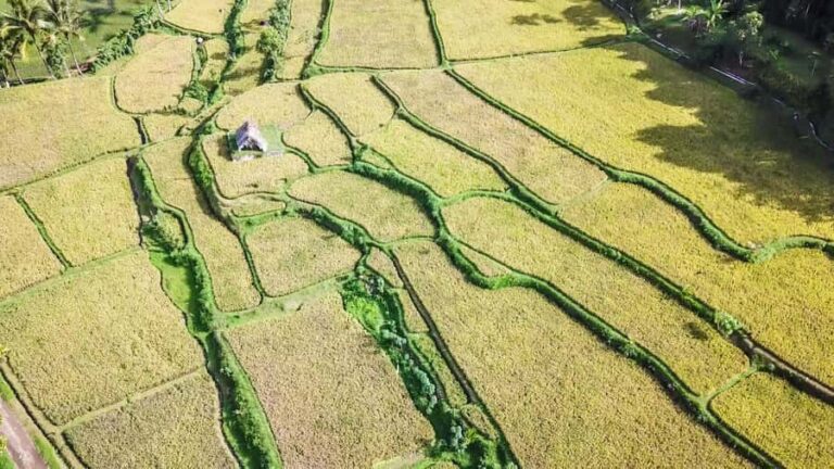 Tetebatu Day Tour: Waterfalls, Rice Fields & Local Life - Why This Tour Offers Real Value