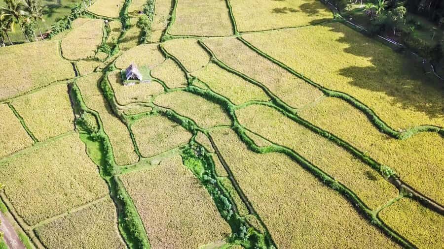 Tetebatu Day Tour: Waterfalls, Rice Fields & Local Life - Why This Tour Offers Real Value