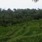 Tetebatu & Ricefield, Waterfall, Monkey forest. - What You’ll See and Do: A Detailed Breakdown