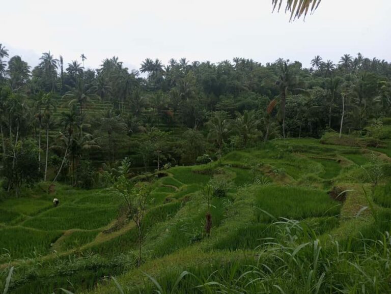 Tetebatu & Ricefield, Waterfall, Monkey forest. - What You’ll See and Do: A Detailed Breakdown