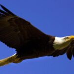 Teton Views Scenic Float Trip - The Itinerary in Detail