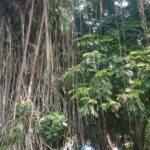 The Beautiful Garden, Rice Terrace and Waterfall In Bogor - Exploring the Itinerary