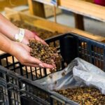 The Coffee Experience - What to Expect During the Tour