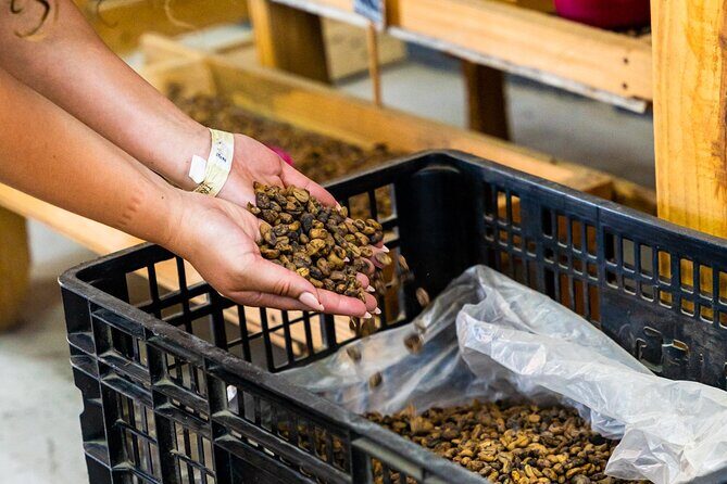 The Coffee Experience - What to Expect During the Tour