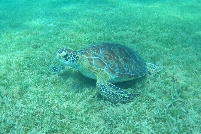 The Frederiksted St. Croix Sea Turtles Snorkeling Tour - Price and Value: Is It Worth It?