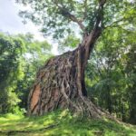 The Journey from Siem Reap to Kratie: Visit Sambo Prei Kuk - Additional Details and Value