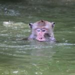 The Nature BKK: Boat to Mangrove & Train to Maeklong Market - How the Tour Works: A Detailed Breakdown