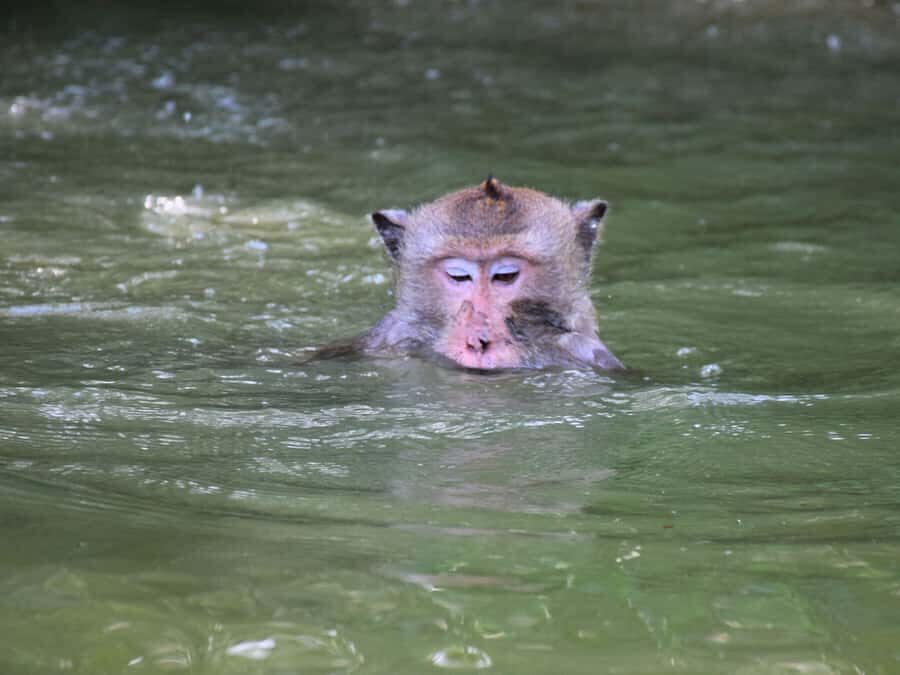 The Nature BKK: Boat to Mangrove & Train to Maeklong Market - How the Tour Works: A Detailed Breakdown