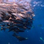 The Race of the Sardine - How the Tour Is Structured