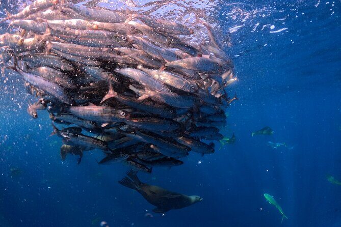 The Race of the Sardine - How the Tour Is Structured
