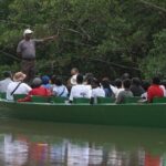 The Scarlet Ibis - Caroni Swamp Tour - The Unique Appeal of the Scarlet Ibis