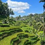 The scenery of the swamp is intertwined with the cultural life of Bali - The Practical Side: What to Expect