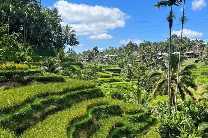 The scenery of the swamp is intertwined with the cultural life of Bali - The Practical Side: What to Expect