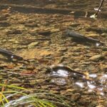 The Secrets of Sacred, Sexy Salmon, Spawning NOW - Final Thoughts: Who Will Enjoy This Tour?