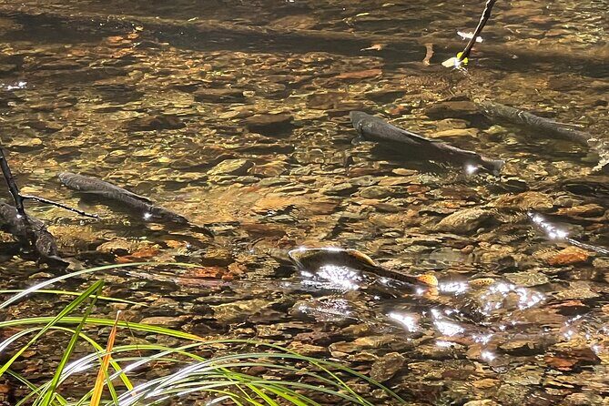 The Secrets of Sacred, Sexy Salmon, Spawning NOW - Final Thoughts: Who Will Enjoy This Tour?