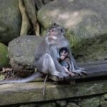 The Three Temples of Bali Half Day Group Tour - The Experience in Practice