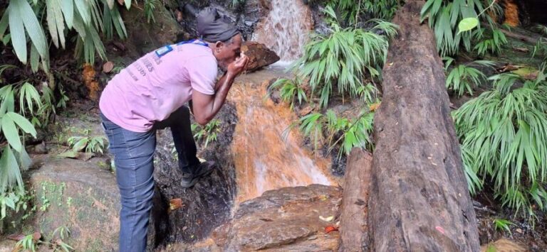 The Tobago Rainforest Tour - Practicalities and Tips