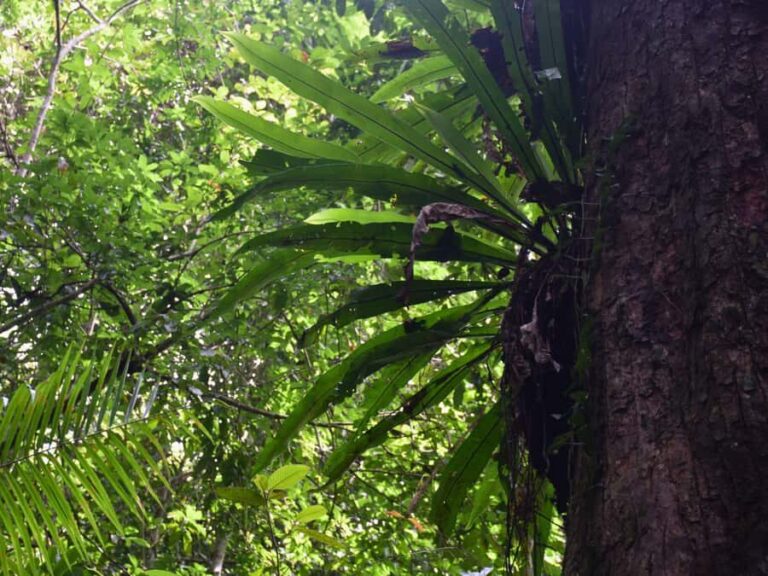 The Wilds: Khao Yai Trekking and Stargazing 2-Day Tour - Day 1 Highlights: From Forest Trails to Night Skies