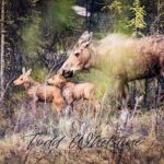 Three Day Private Denali Photo Workshop - Who Should Consider This Tour?