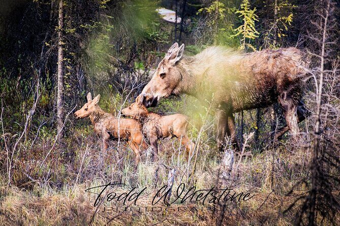 Three Day Private Denali Photo Workshop - Who Should Consider This Tour?