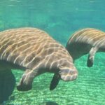 Three Sisters Tandem Kayak and Snorkeling Manatee Tour - The Practical Side: Value, Price, and Group Size