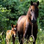 Thrilling farm adventure in Trelawny - The Real Value of the Experience