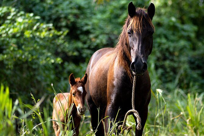 Thrilling farm adventure in Trelawny - The Real Value of the Experience