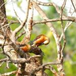 Tissamaharama - Evening Bird and Bat Watching Tuk-Tuk Tour - The Sum Up