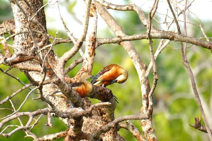 Tissamaharama - Evening Bird and Bat Watching Tuk-Tuk Tour - The Sum Up