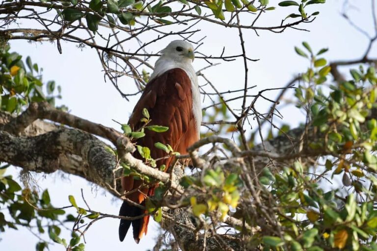 Tissamaharama: Free Dinner with Sunset Birdwatching - The Value of This Experience