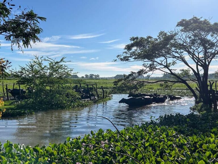Tissamaharama Fresh Curd-Making Experience - Transportation, Timing, and Practicalities