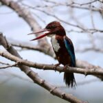 Tissamaharama: Sunrise Birdwatching Tour with Breakfast - Authenticity and Value