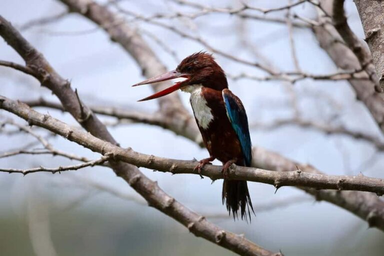 Tissamaharama: Sunrise Birdwatching Tour with Breakfast - Authenticity and Value