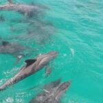 Tobago: Coastal Boat Tour with Snorkeling and Rum Punch - What Makes This Tour Stand Out?