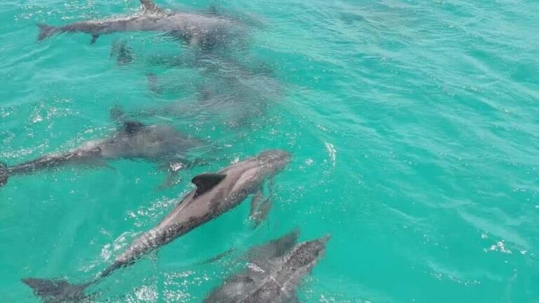 Tobago: Coastal Boat Tour with Snorkeling and Rum Punch - What Makes This Tour Stand Out?