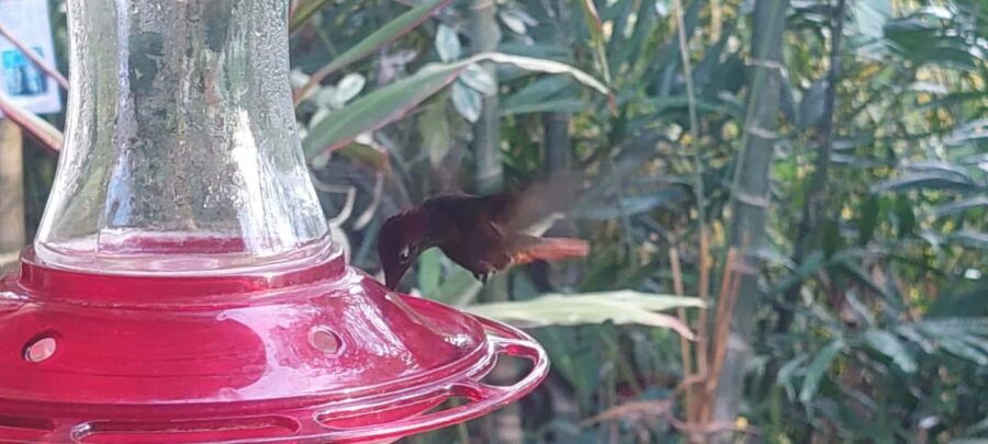 Tobago: Hummingbird Tour - Overall Experience: A Balanced View