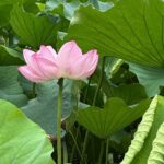 Tokyo 5 to 7 Hour Private Tour: Temples, Ueno, Shibuya & Shinjuku - Who is This Tour Best For?