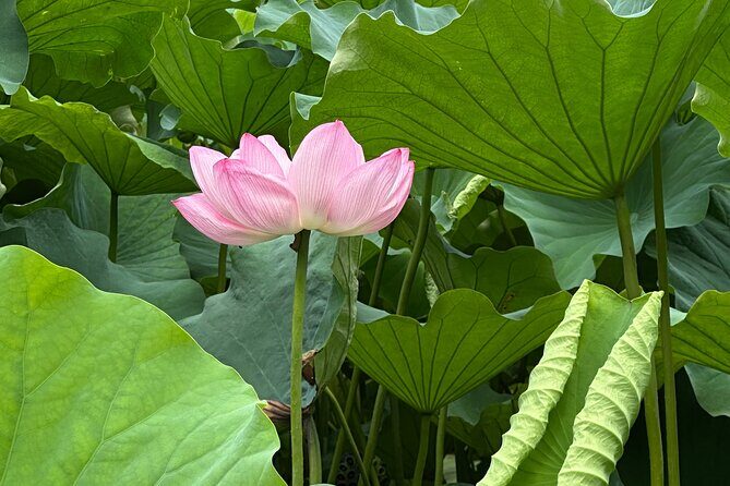 Tokyo 5 to 7 Hour Private Tour: Temples, Ueno, Shibuya & Shinjuku - Who is This Tour Best For?