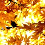 Tokyo Autumn Colors Gardens Shrines and Tea Tour - Rikugien Garden: The Art of Japanese Autumn