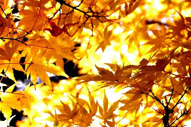 Tokyo Autumn Colors Gardens Shrines and Tea Tour - Rikugien Garden: The Art of Japanese Autumn